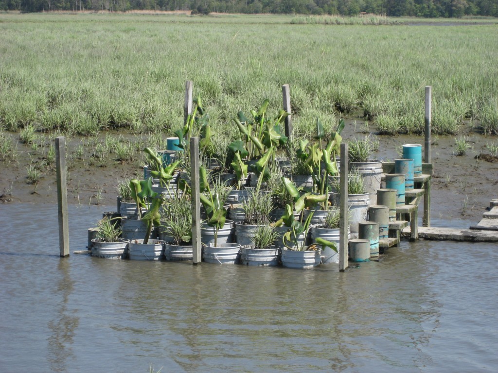Marsh Organ Simulating Sea-Level Rise in the Delaware River Estuary ...